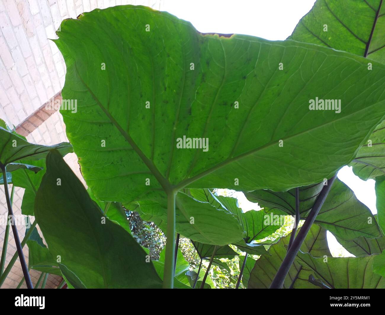 Arrowleaf Elephant's Ear (Xanthosoma sagittifolium) Plantae Stock Photo ...