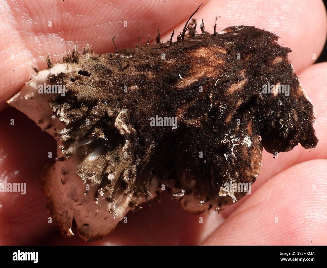 Blacksaddle pelt lichen (Peltigera neckeri) Fungi Stock Photo - Alamy