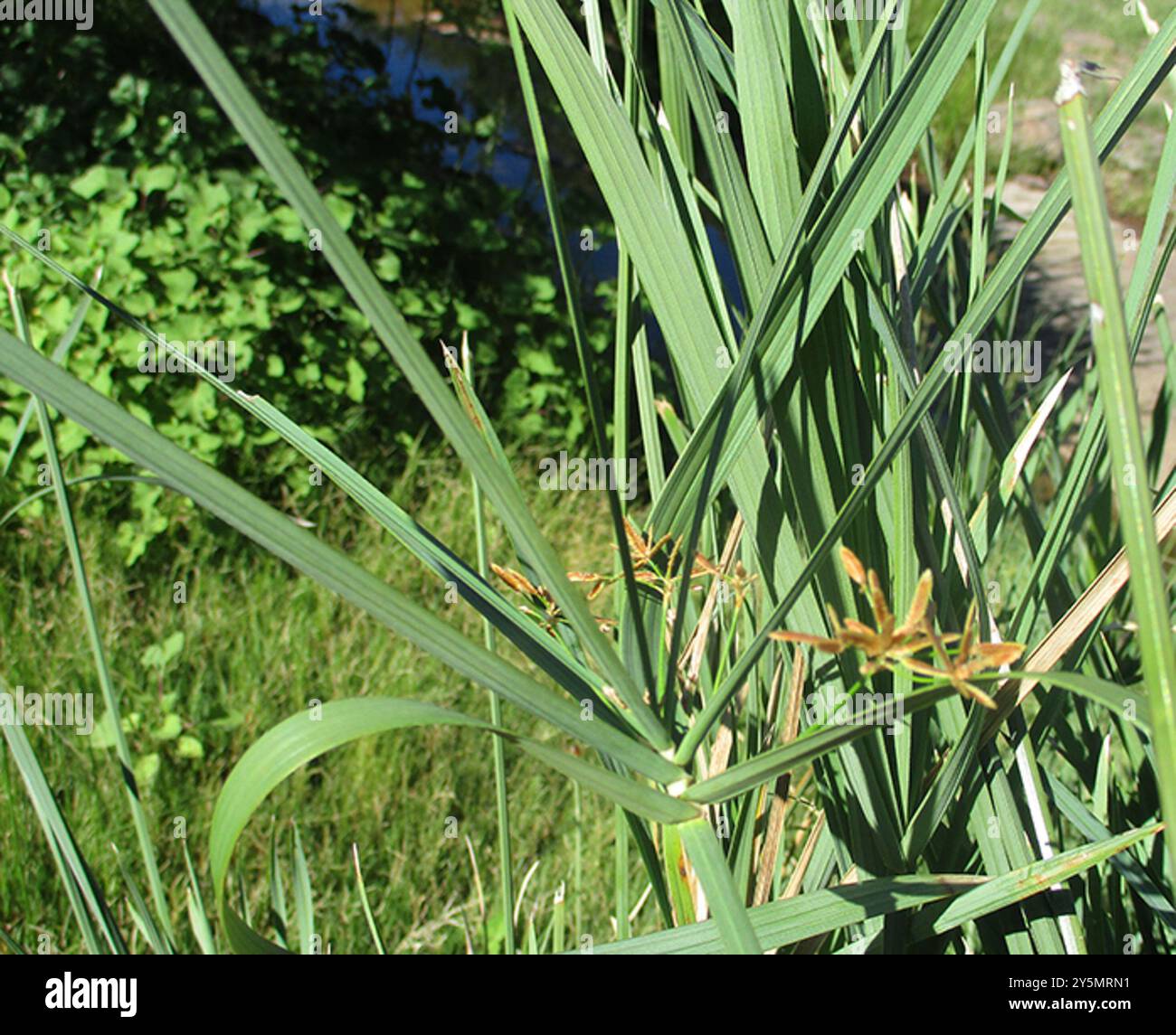 Umbrella Papyrus (Cyperus alternifolius) Plantae Stock Photo - Alamy