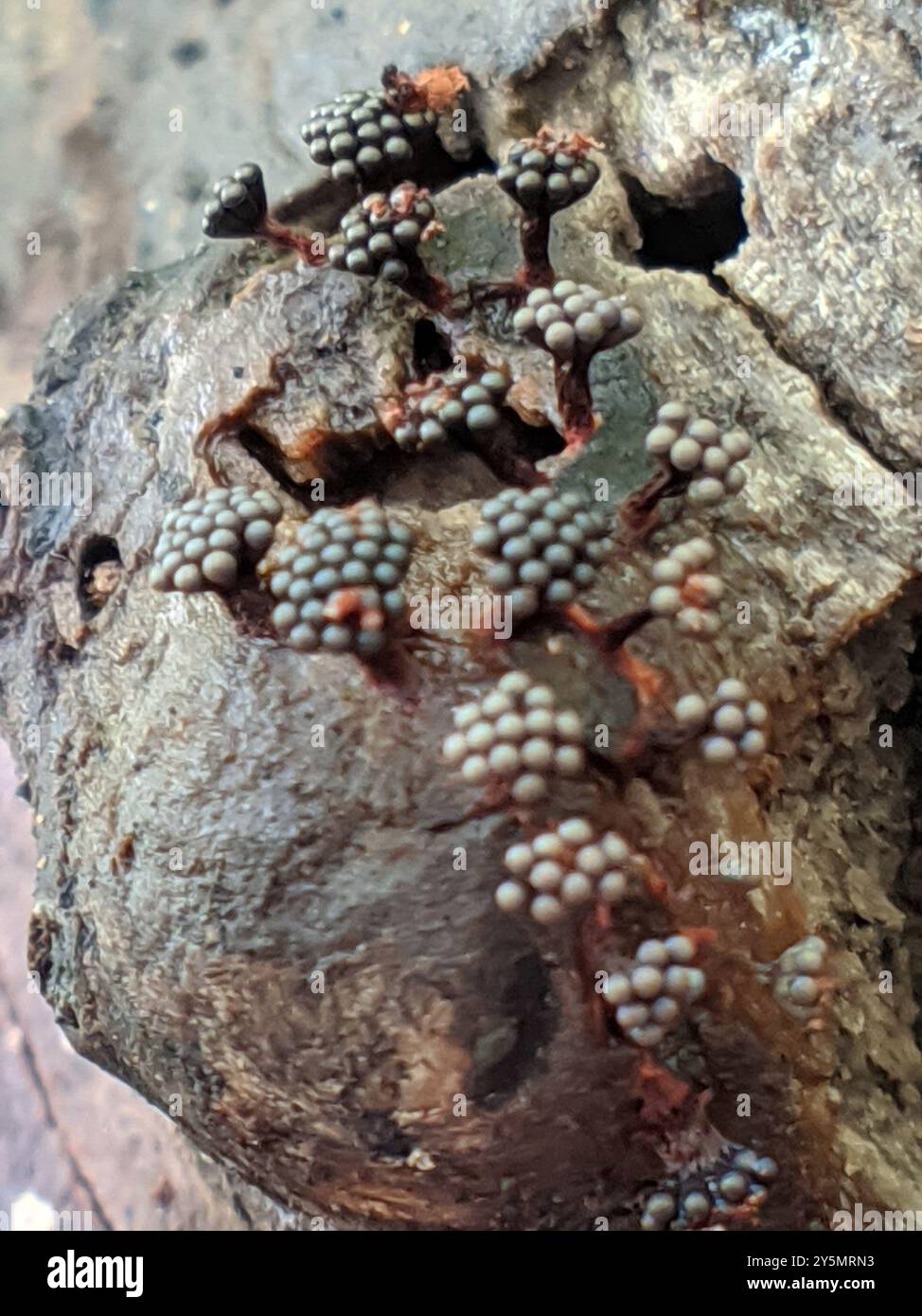 Wasp's Nest Slime Mold (Metatrichia vesparia) Protozoa Stock Photo - Alamy