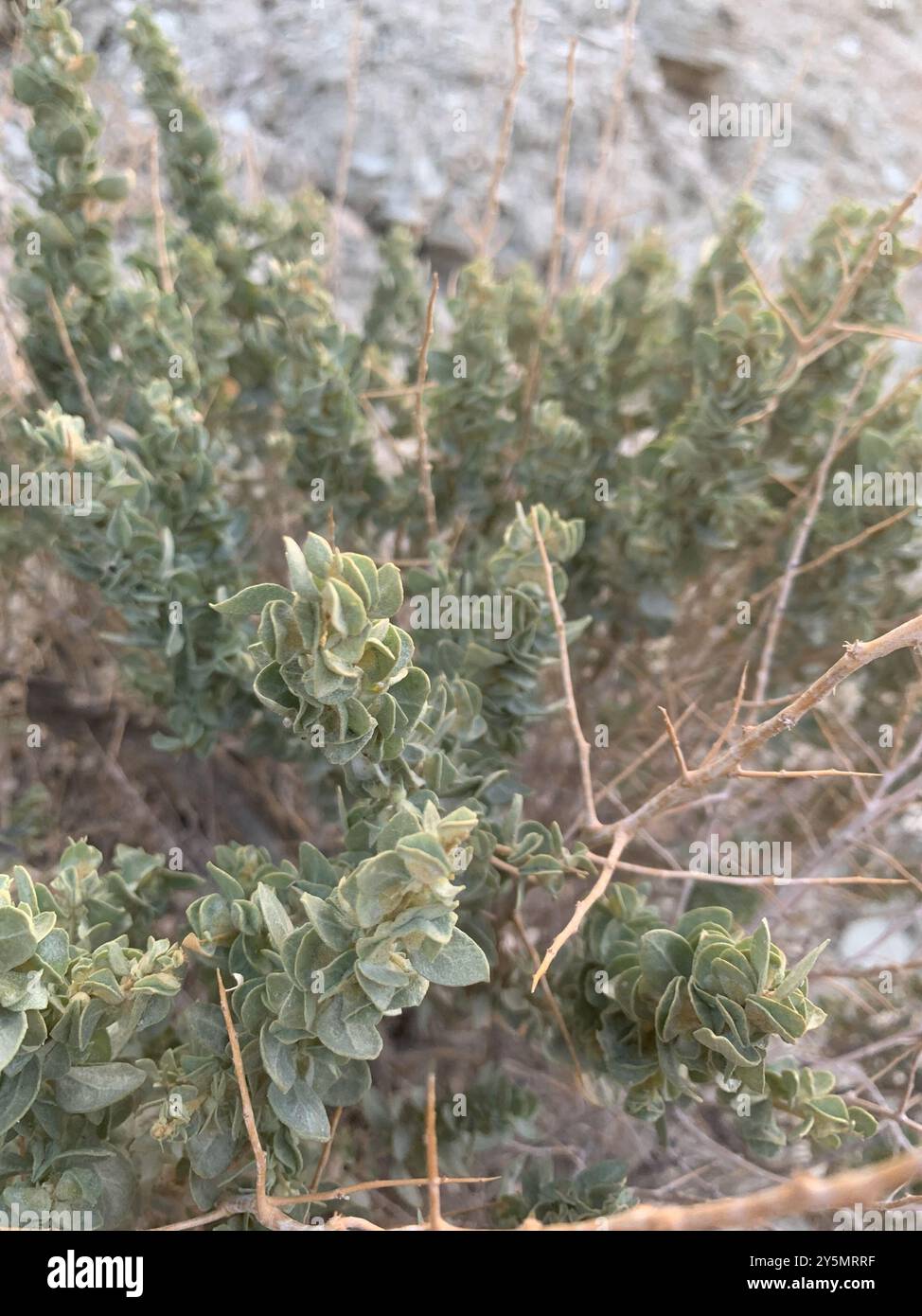 Shadscale Saltbush (Atriplex confertifolia) Plantae Stock Photo - Alamy