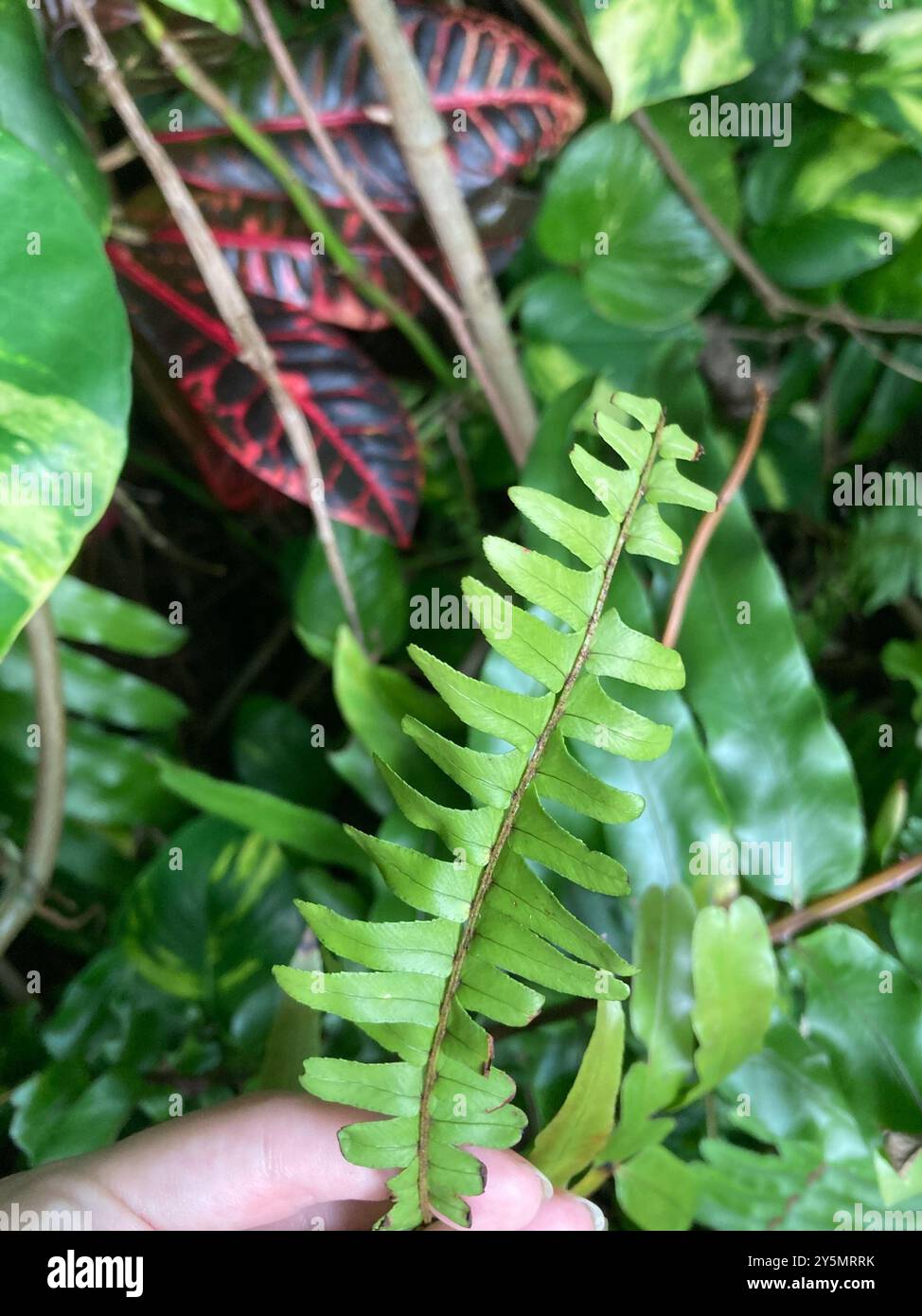Fishbone Fern (Nephrolepis cordifolia) Plantae Stock Photo - Alamy