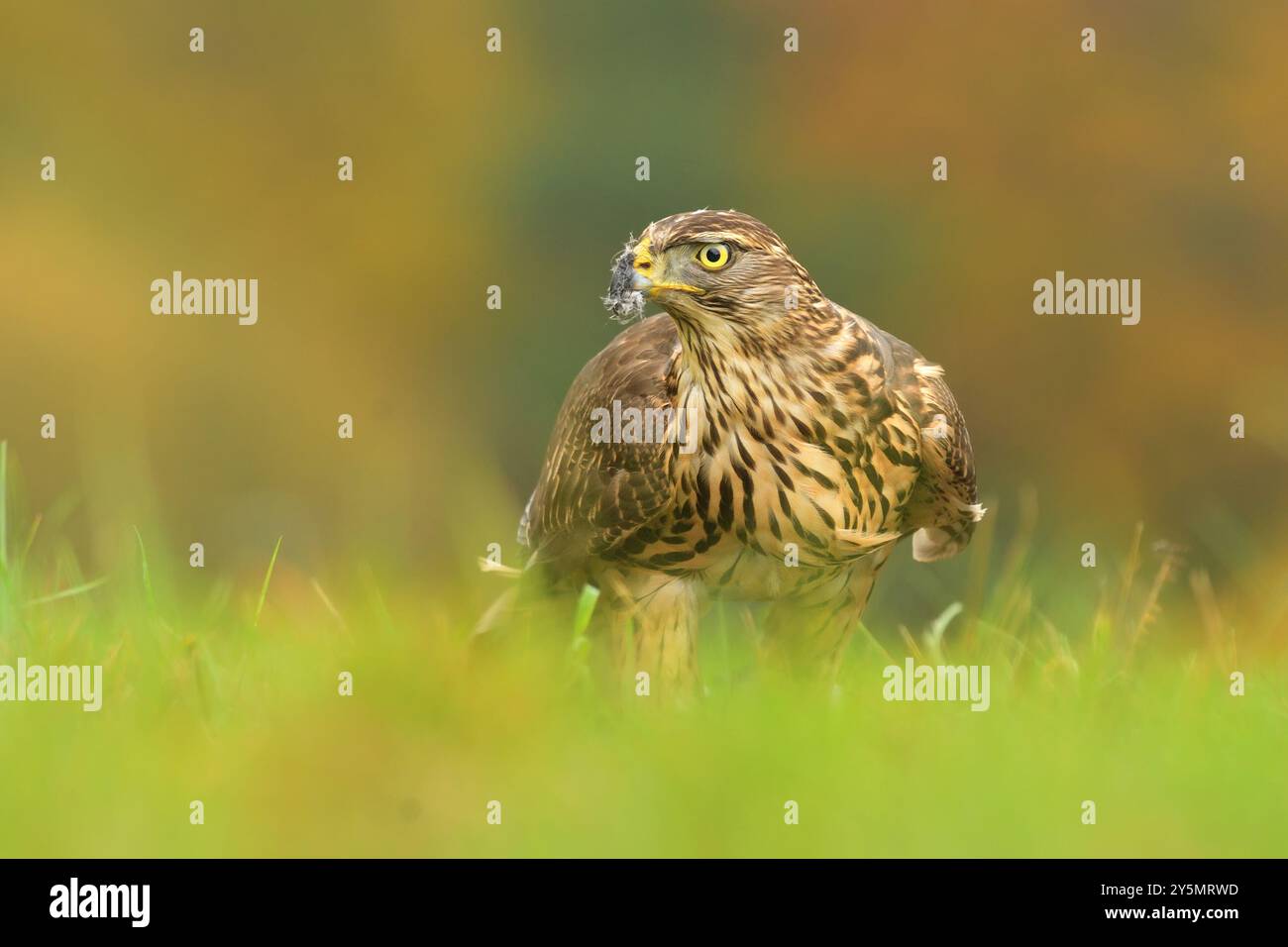 Eurasian sparrowhawk Accipiter nisus eating caught hunting bird ...