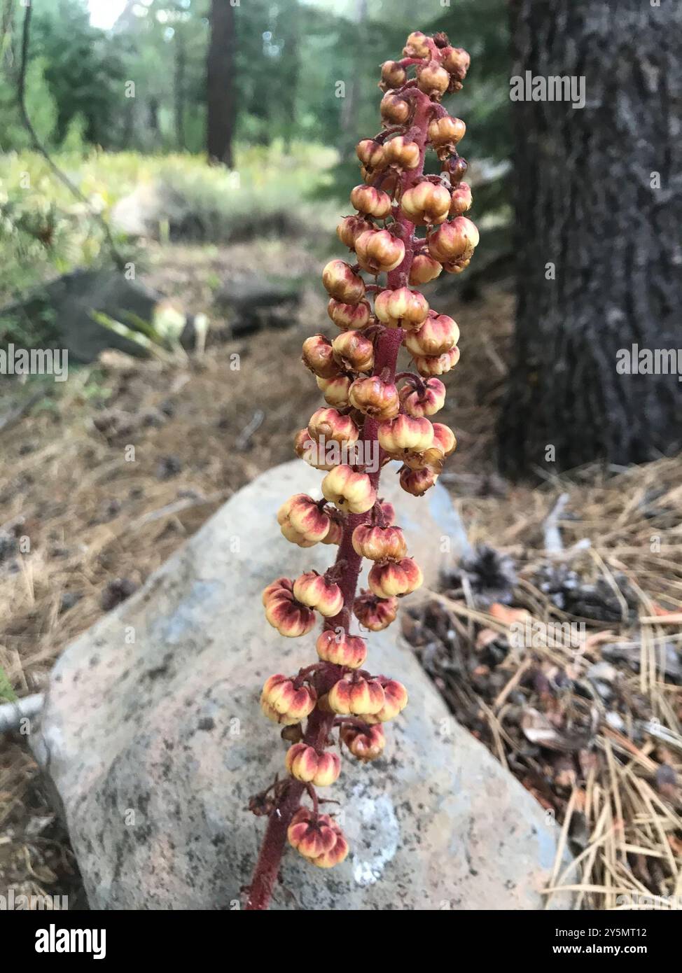 woodland pinedrops (Pterospora andromedea) Plantae Stock Photo - Alamy