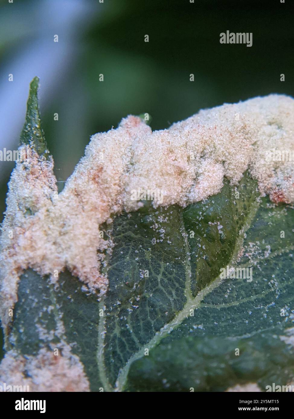 box elder pouch gall mite (Aceria negundi) Arachnida Stock Photo - Alamy