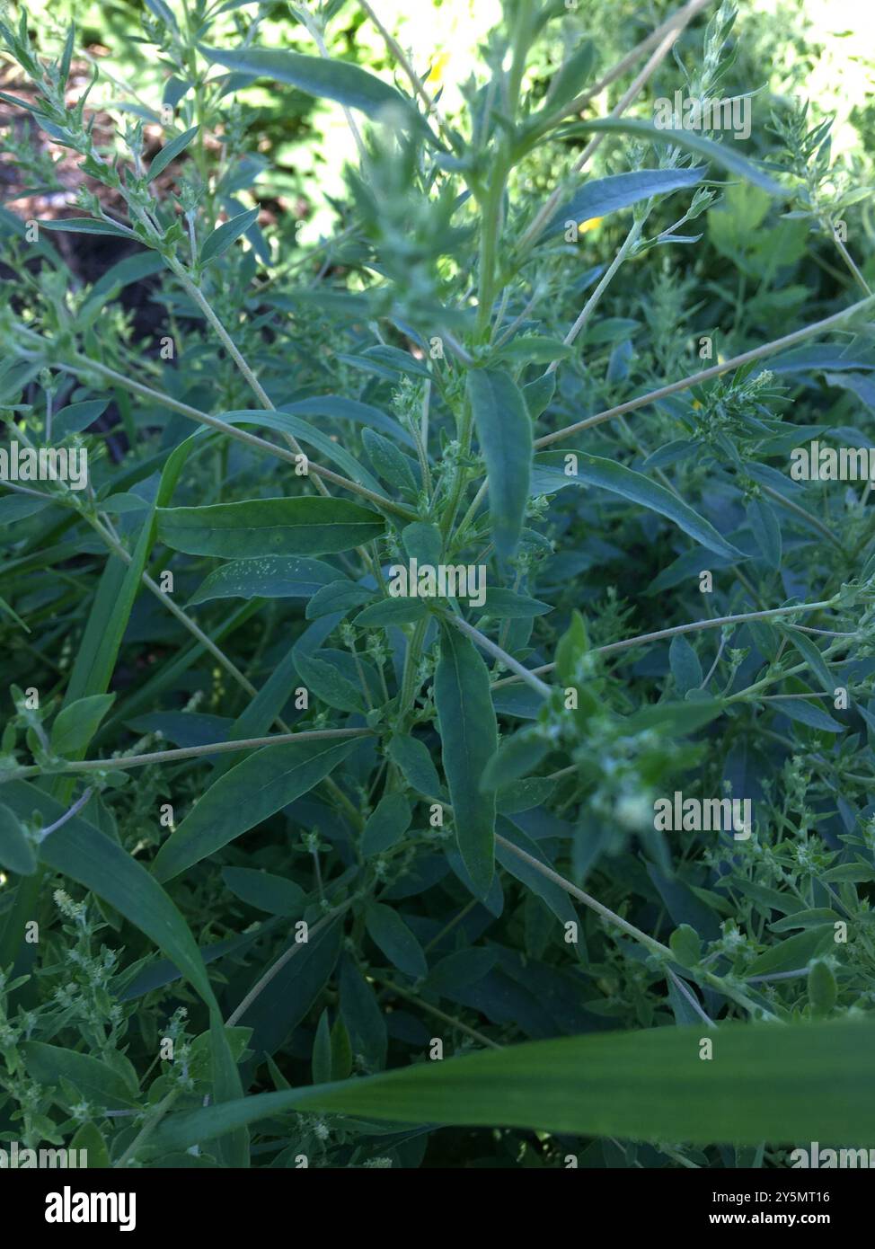 Russian pigweed hi-res stock photography and images - Alamy