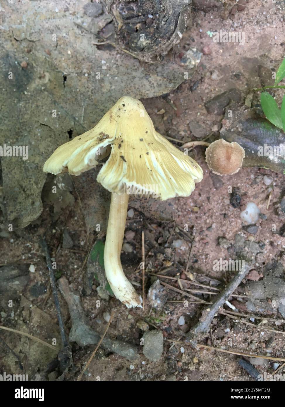 Fibercaps and Allies (Inocybaceae) Fungi Stock Photo - Alamy