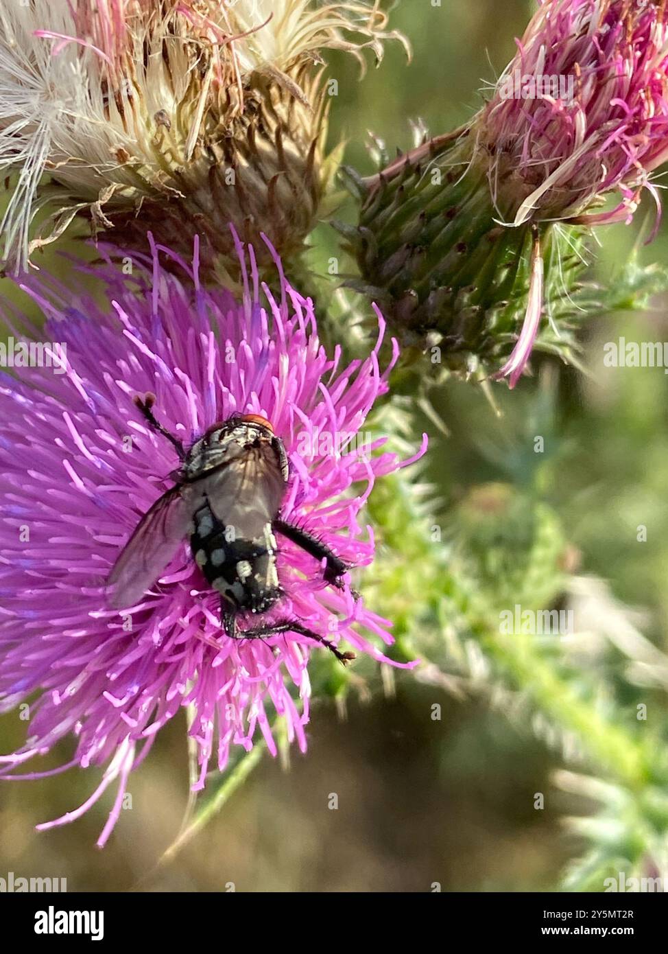 Common Flesh Flies (Sarcophaga) Insecta Stock Photo - Alamy