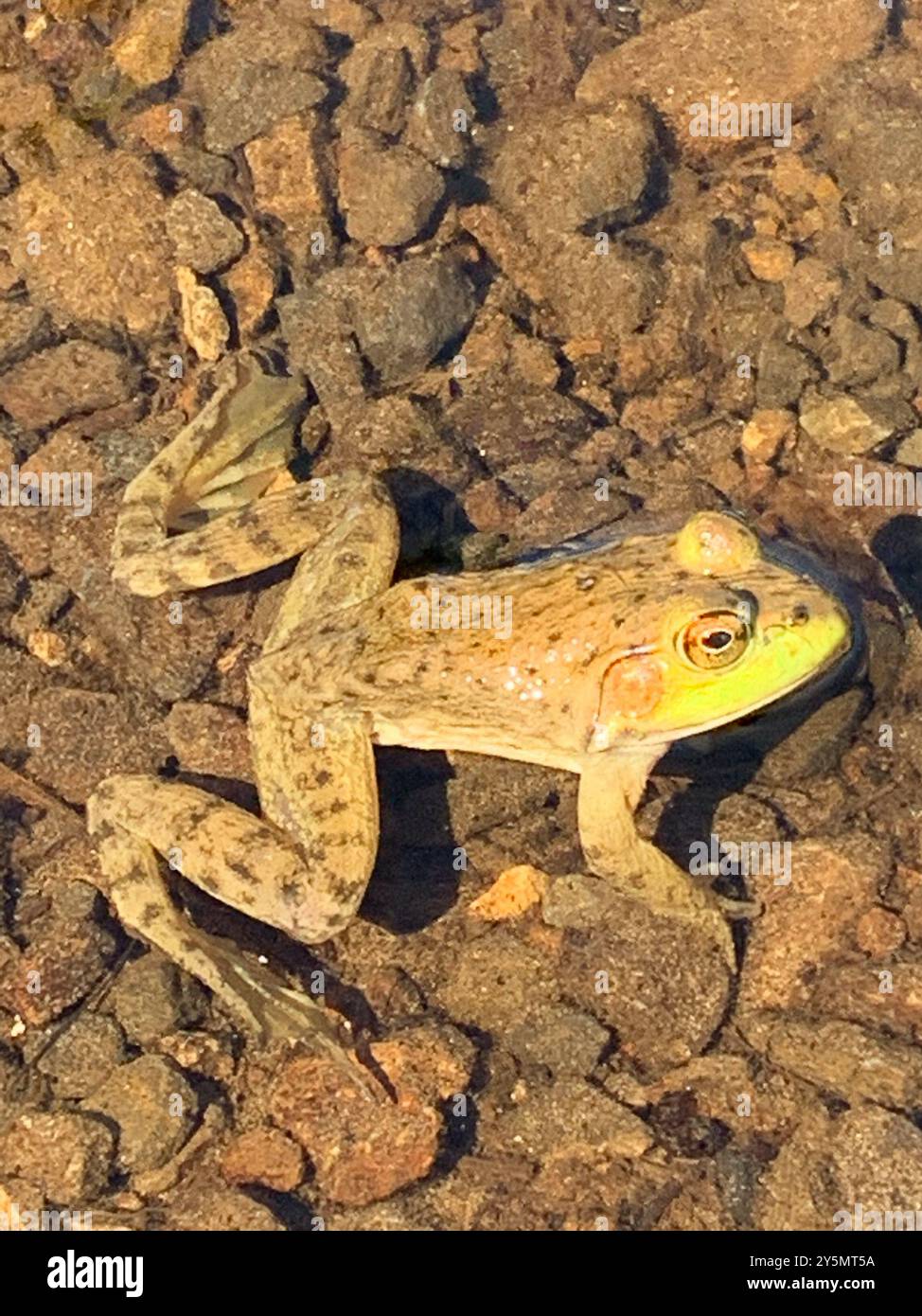 American Bullfrog (Lithobates catesbeianus) Amphibia Stock Photo - Alamy