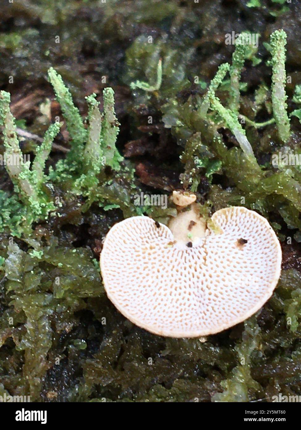 (Panellus pusillus) Fungi Stock Photo - Alamy