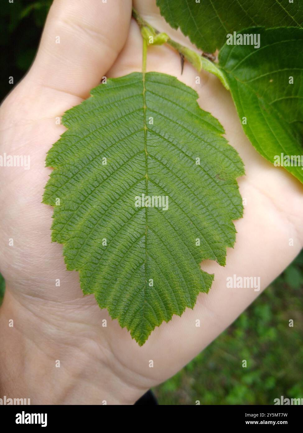 swamp alder (Alnus incana rugosa) Plantae Stock Photo - Alamy