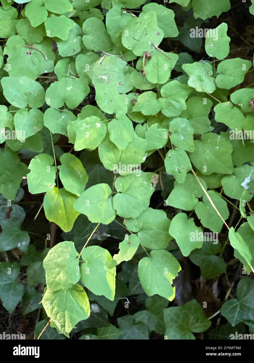 White Inside-out Flower (Vancouveria hexandra) Plantae Stock Photo - Alamy