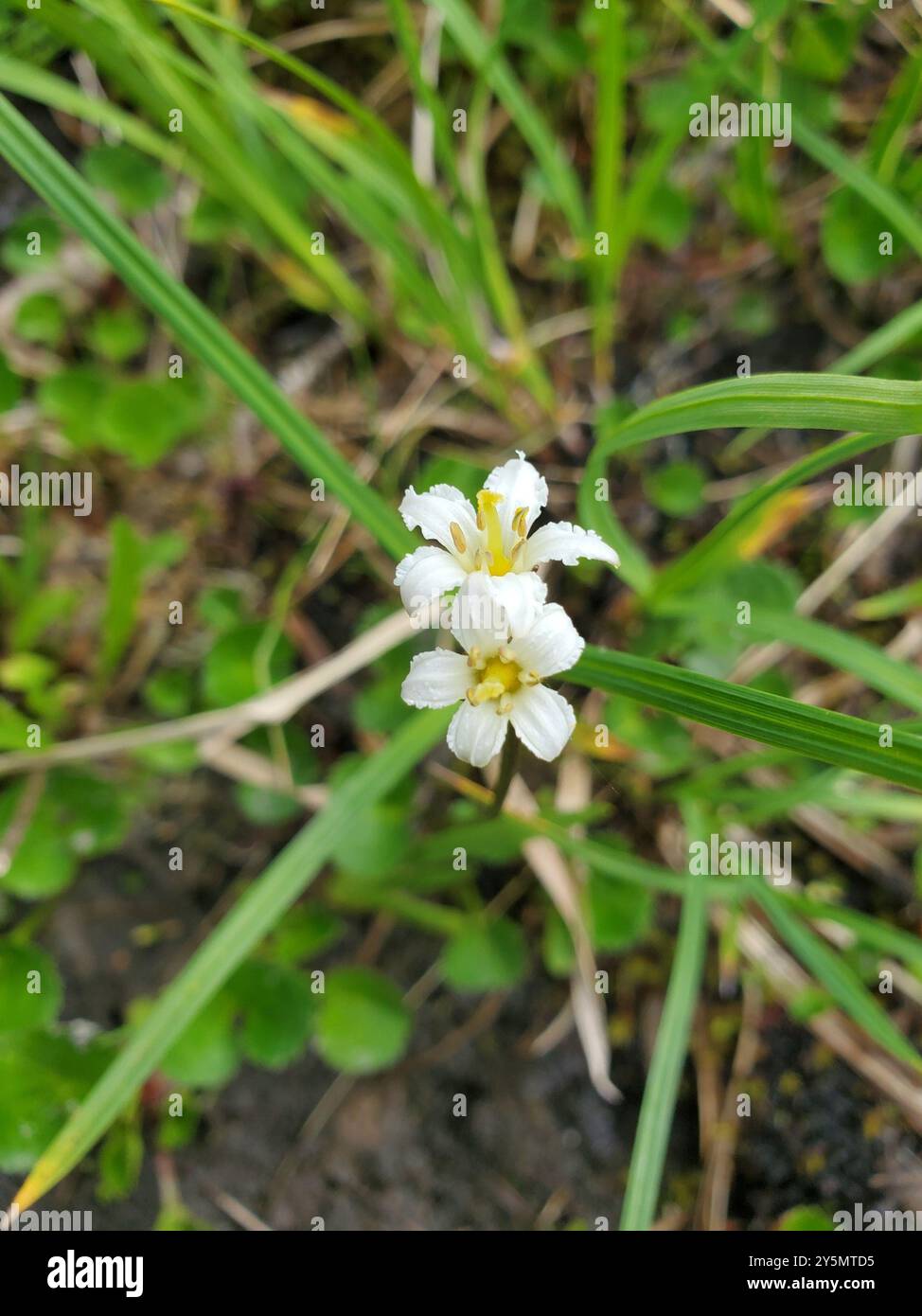 Deer-cabbage (Nephrophyllidium crista-galli) Plantae Stock Photo - Alamy