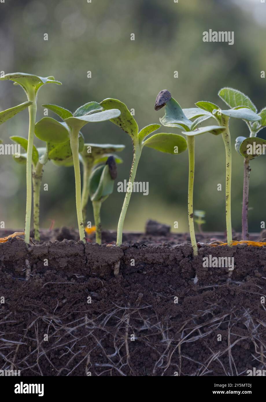 Sunflower seed germination hi-res stock photography and images - Alamy