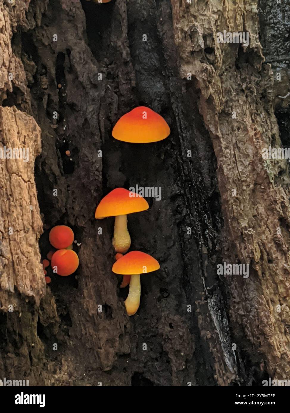 flame shield (Pluteus aurantiorugosus) Fungi Stock Photo - Alamy
