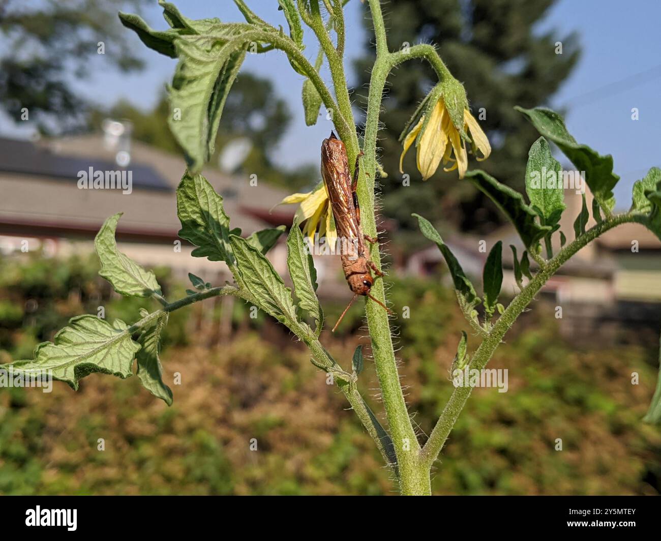 Pigeon Horntail (Tremex columba) Insecta Stock Photo - Alamy