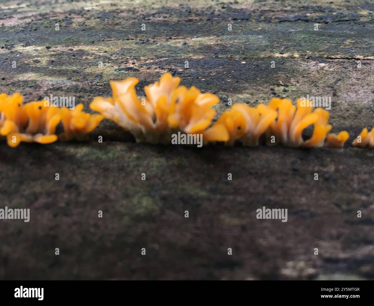 Fan shaped jelly fungi hi-res stock photography and images - Alamy