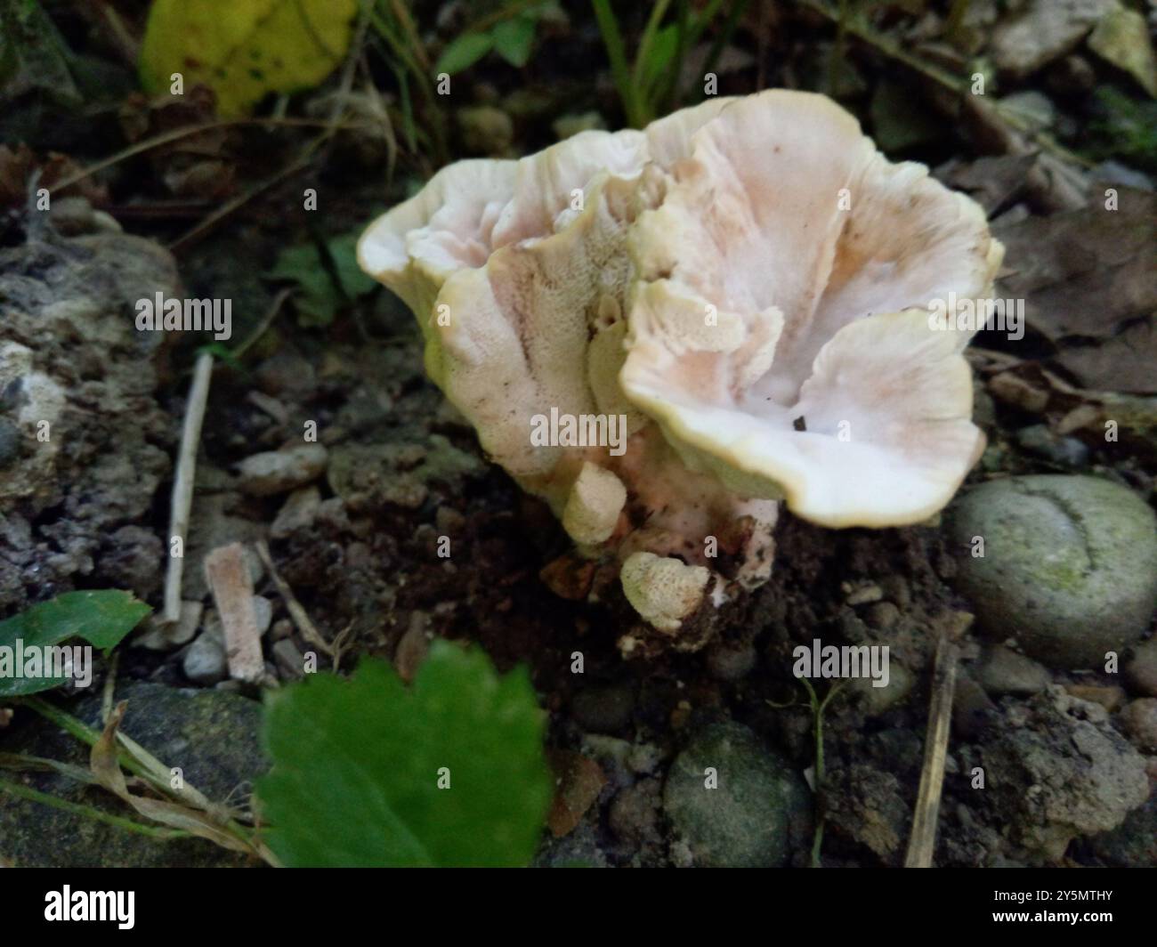 Blushing Rosette (Abortiporus biennis) Fungi Stock Photo - Alamy