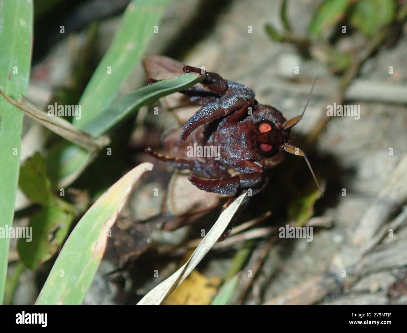 Saddleback Caterpillar Moths and Allies (Acharia) Insecta Stock Photo ...