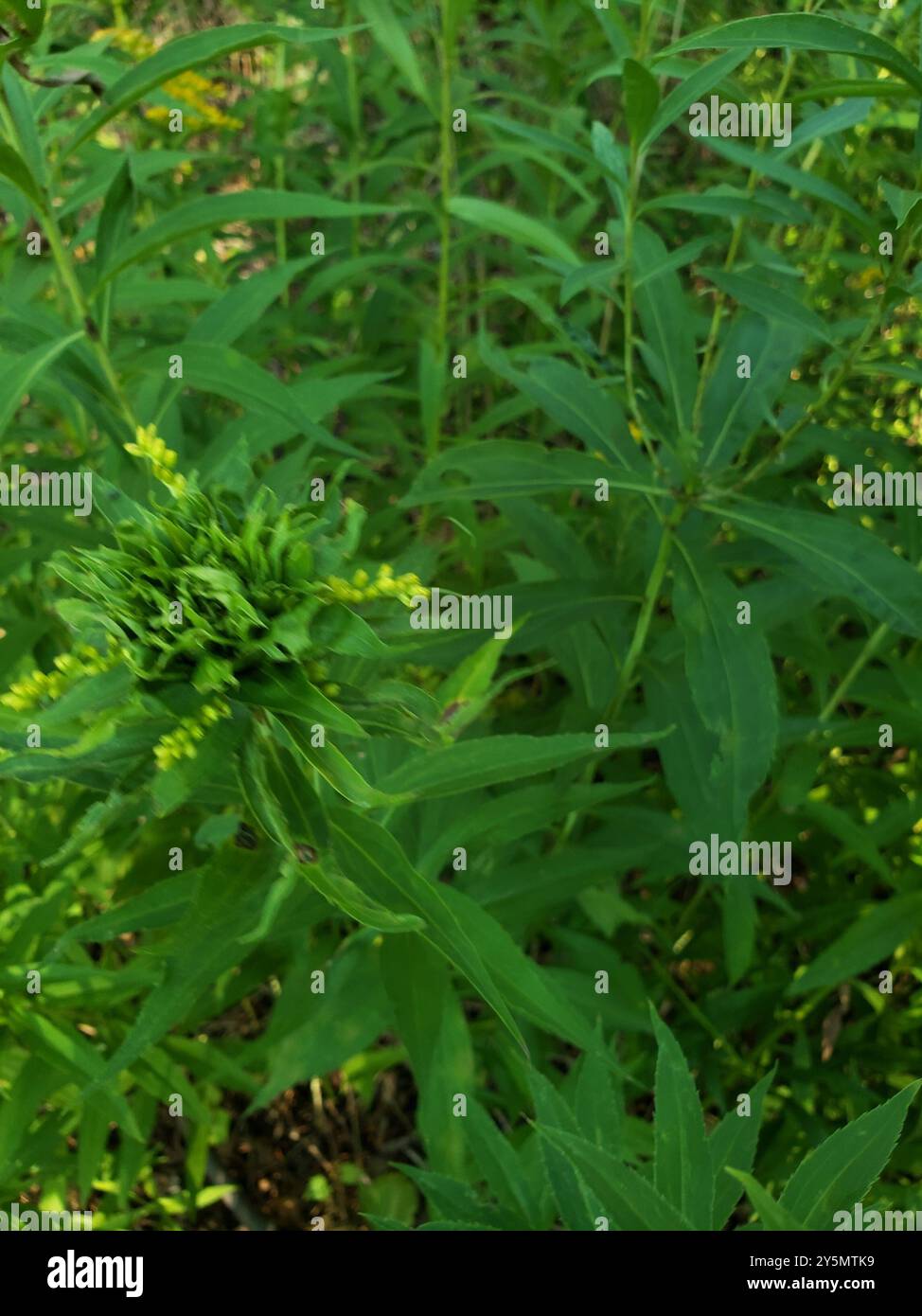 Giant Goldenrod Bunch Gall Midge (Rhopalomyia capitata) Insecta Stock ...