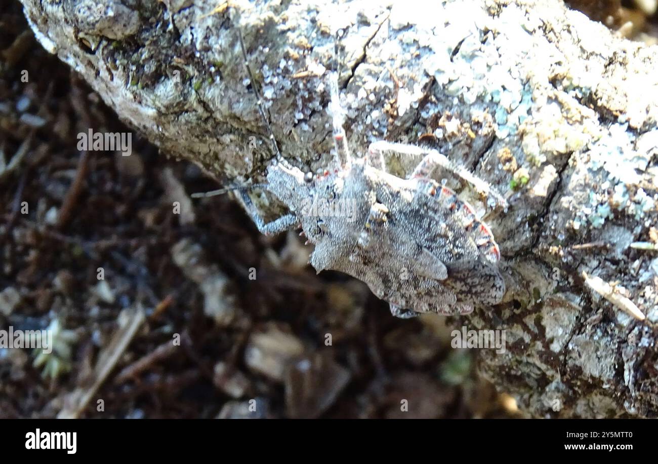 Rough Stink Bugs (Brochymena) Insecta Stock Photo - Alamy