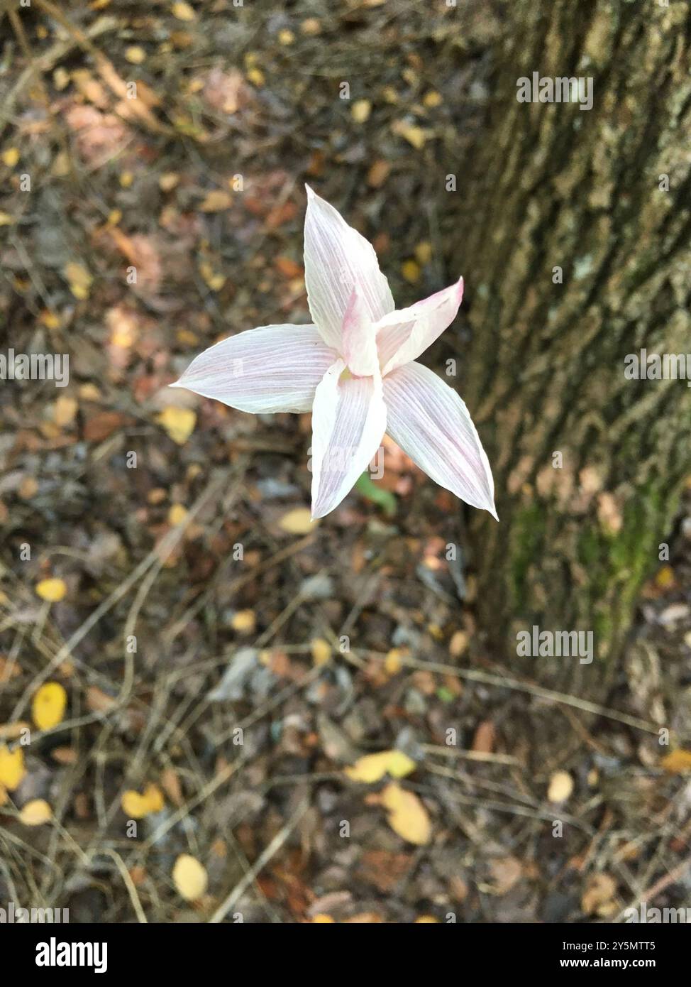 Drummond's rain lily (Zephyranthes drummondii) Plantae Stock Photo - Alamy