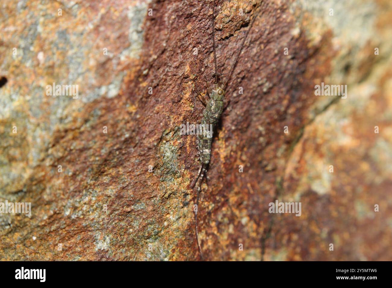 western sea bristletail (Petrobius brevistylis) Insecta Stock Photo - Alamy