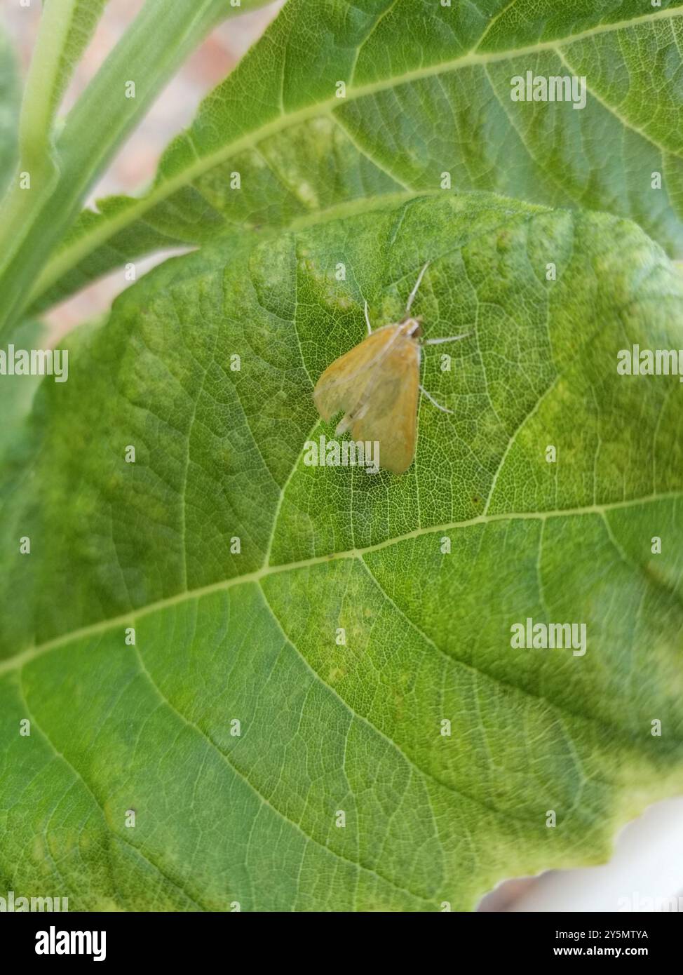 Garden Webworm Moth (Achyra rantalis) Insecta Stock Photo - Alamy