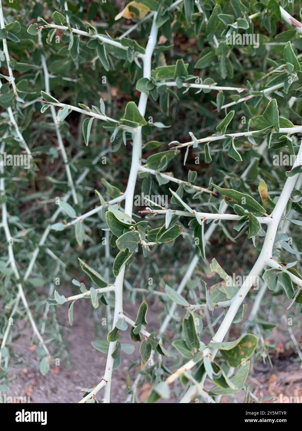 chaparral whitethorn (Ceanothus leucodermis) Plantae Stock Photo - Alamy
