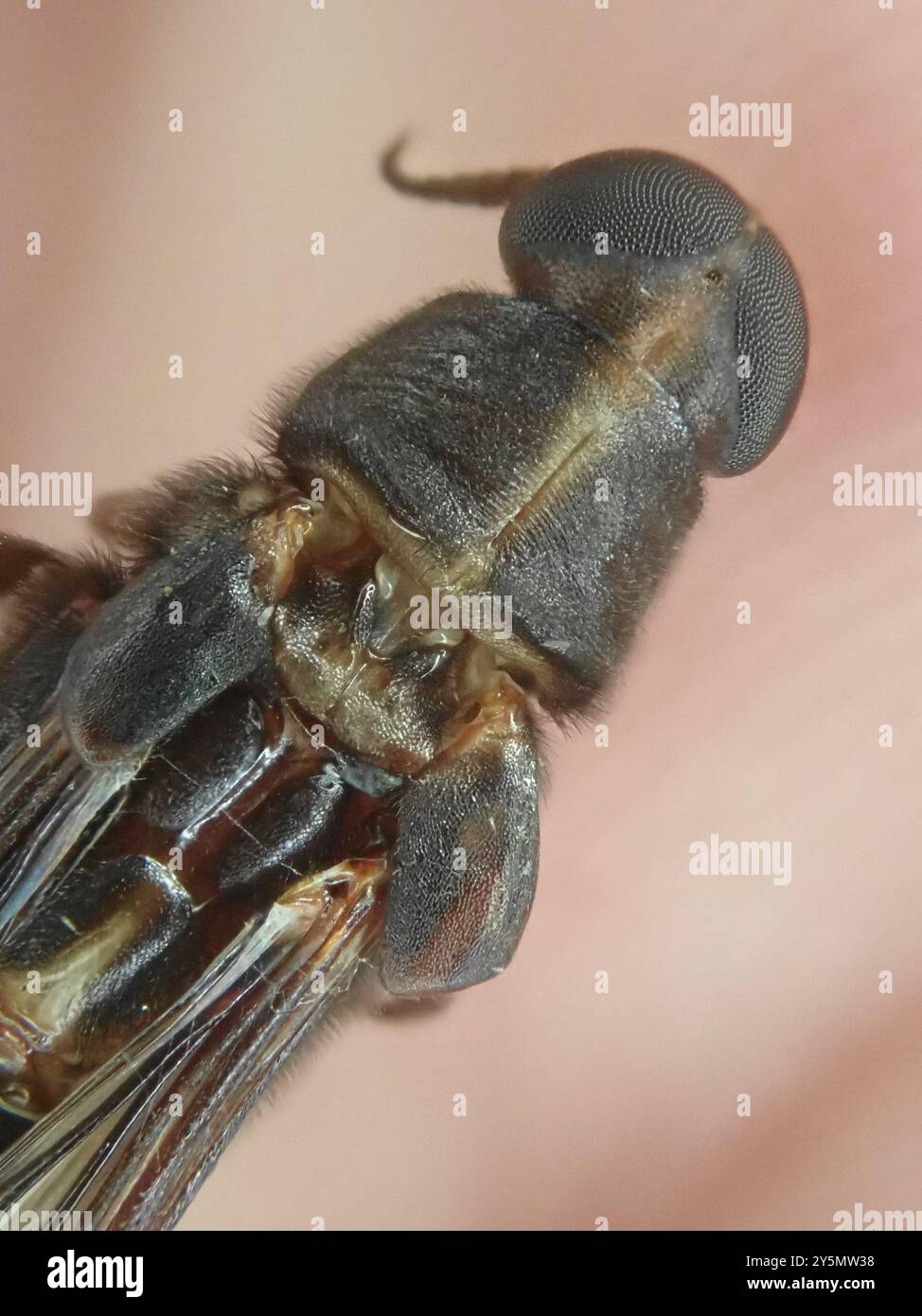 Ship-timber Beetles (Atractocerus) Insecta Stock Photo - Alamy