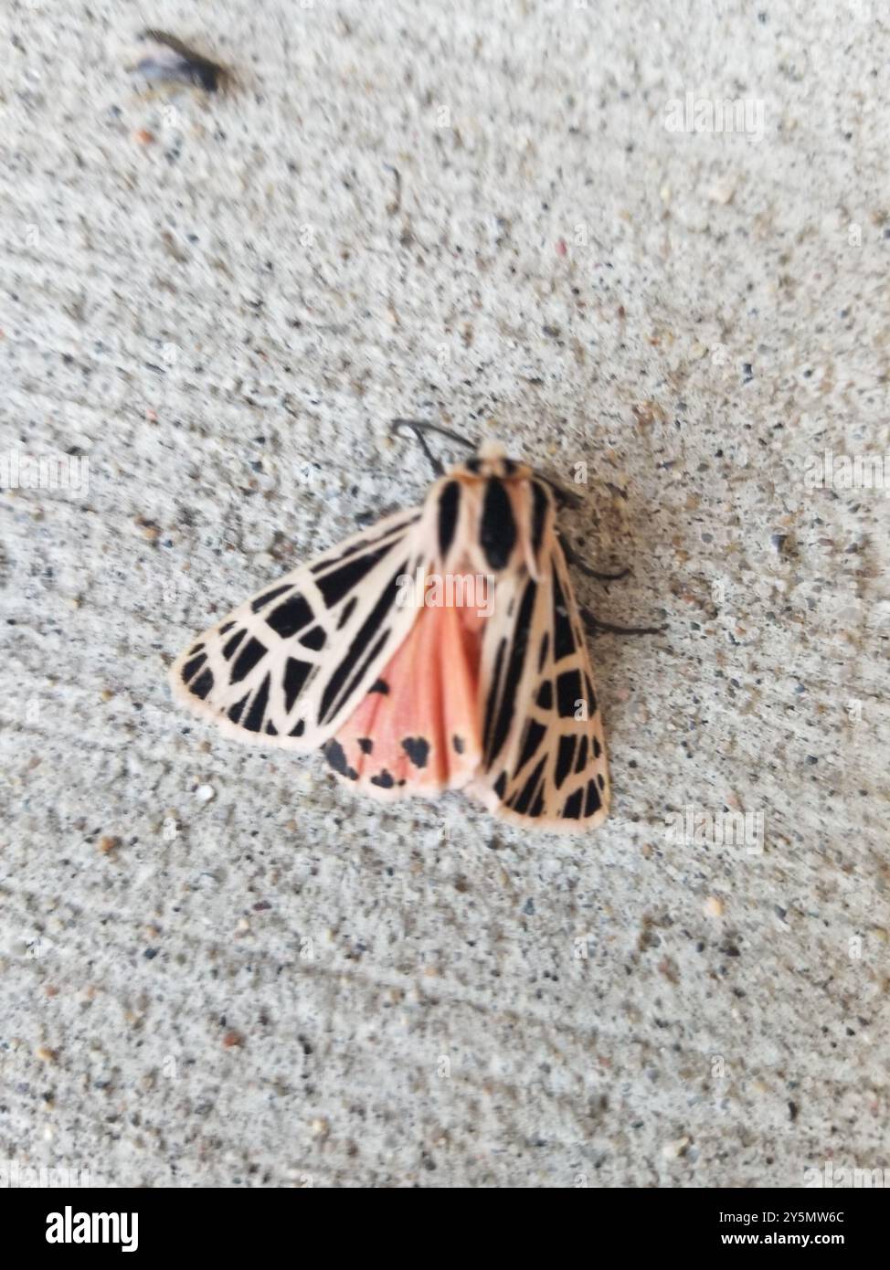 Parthenice Tiger Moth (Apantesis parthenice) Insecta Stock Photo - Alamy