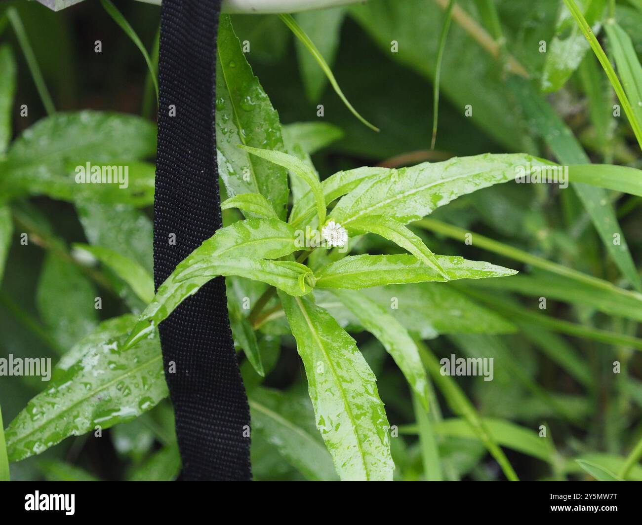 false daisy (Eclipta prostrata) Plantae Stock Photo - Alamy