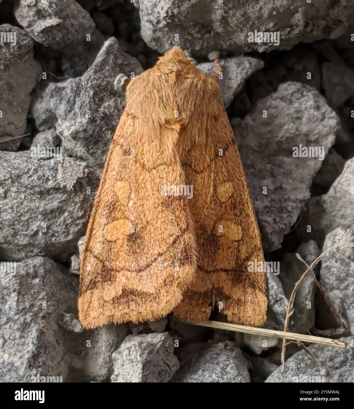 Aspen Twoleaf Tier Moth (Enargia decolor) Insecta Stock Photo - Alamy