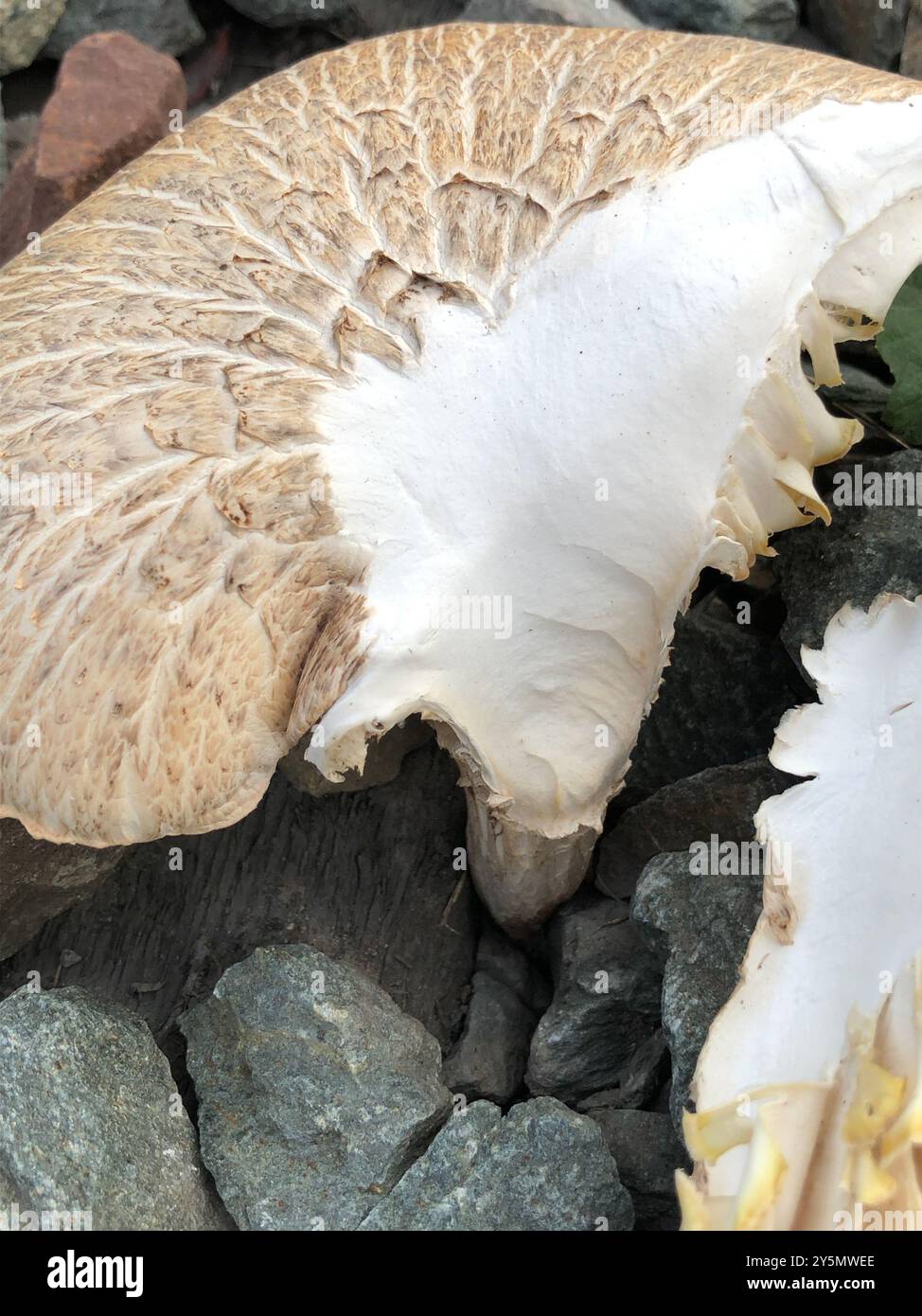 Trainwrecker (Neolentinus lepideus) Fungi Stock Photo - Alamy
