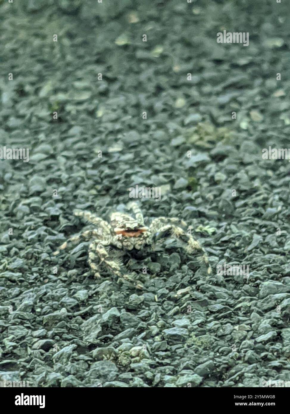 Tan Jumping Spider (Platycryptus undatus) Arachnida Stock Photo - Alamy