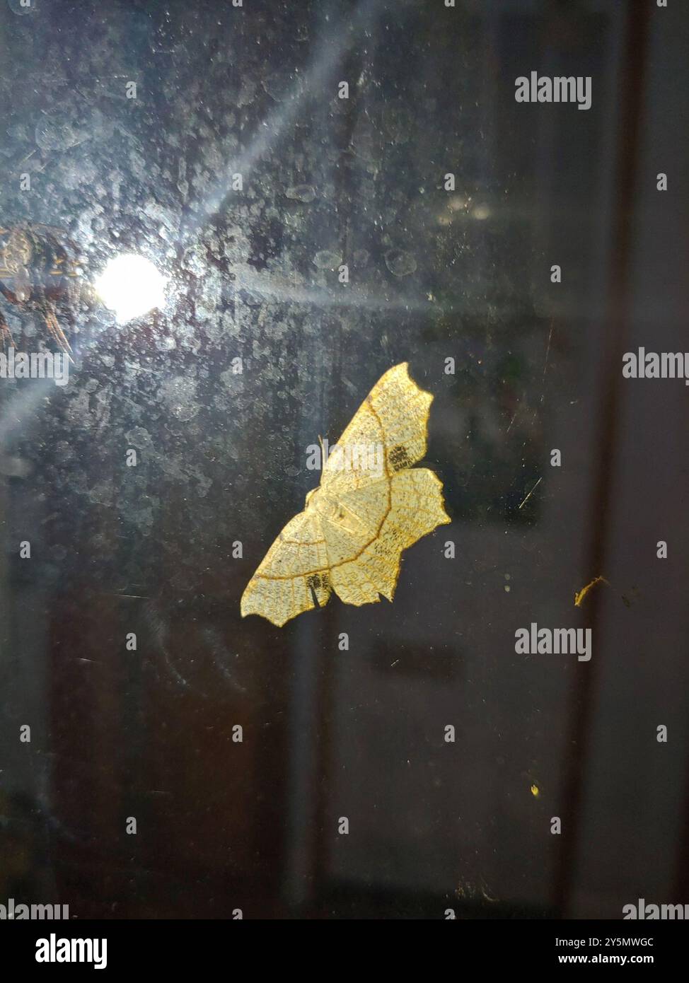Oak Besma Moth (Besma quercivoraria) Insecta Stock Photo - Alamy