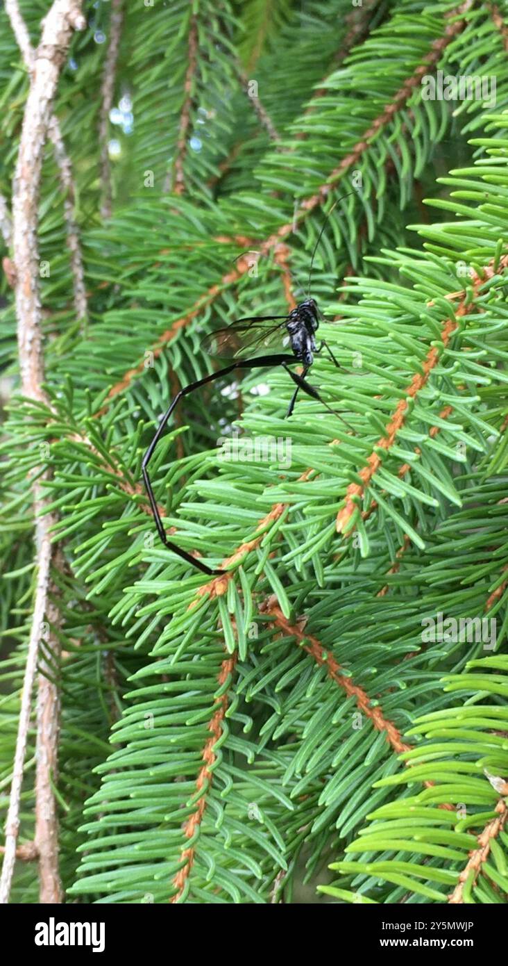 American Pelecinid Wasp (Pelecinus polyturator) Insecta Stock Photo - Alamy