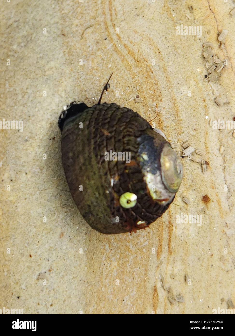 Black Tegula (Tegula funebralis) Mollusca Stock Photo - Alamy