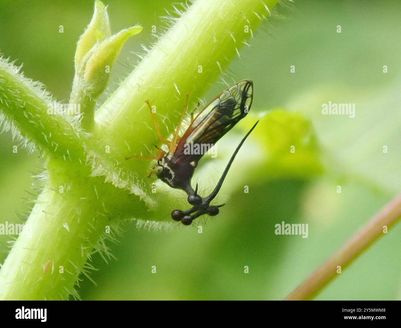 Bocydium globulare hi-res stock photography and images - Alamy