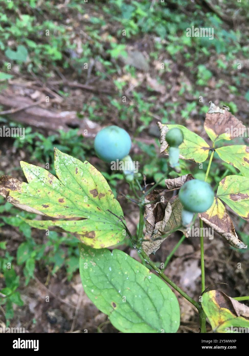 blue cohosh (Caulophyllum thalictroides) Plantae Stock Photo - Alamy