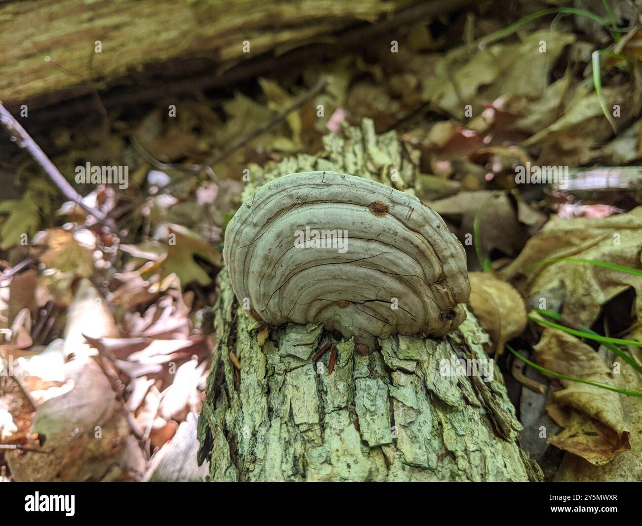 Megaloma hi-res stock photography and images - Alamy
