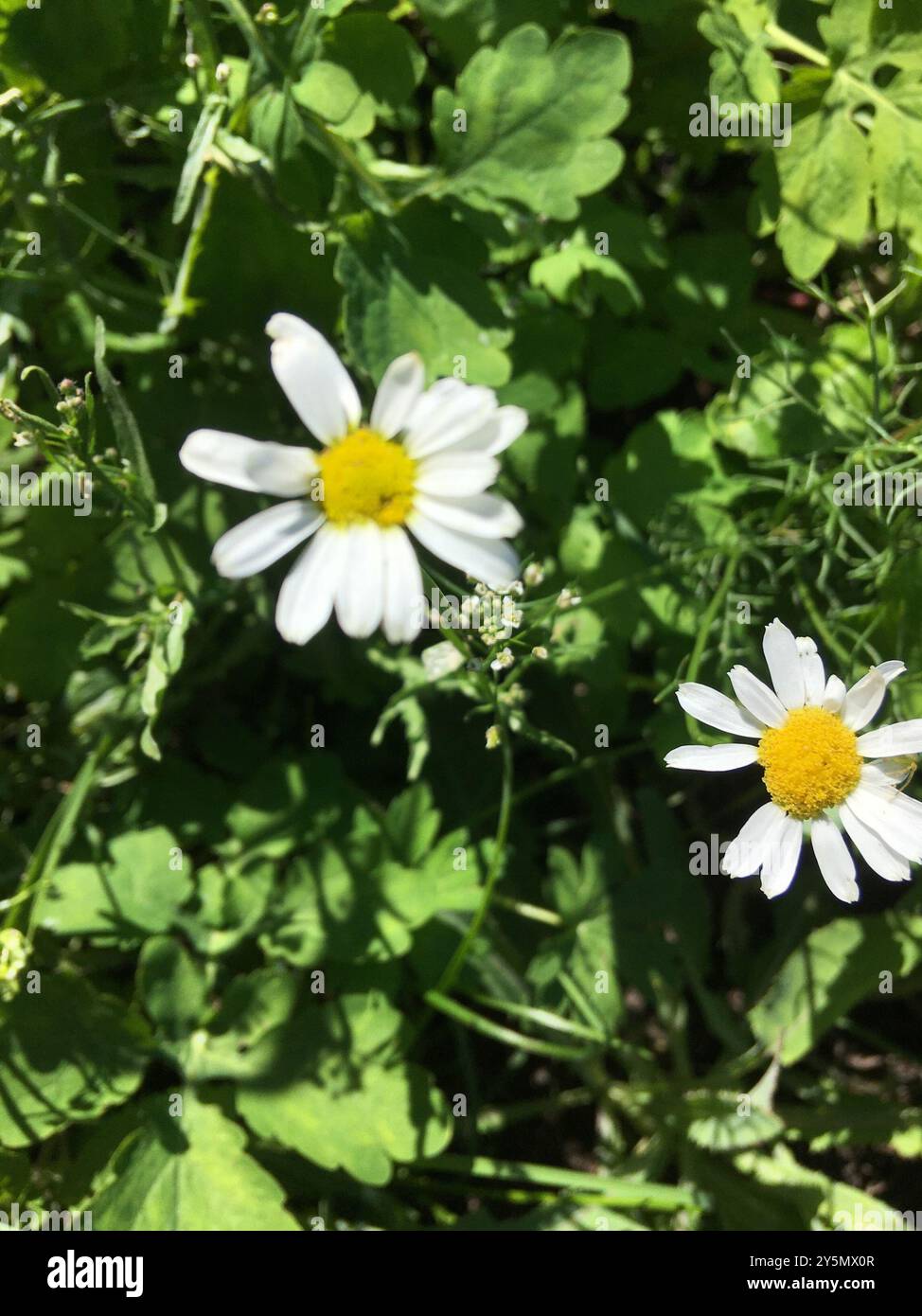 scentless mayweed (Tripleurospermum inodorum) Plantae Stock Photo - Alamy
