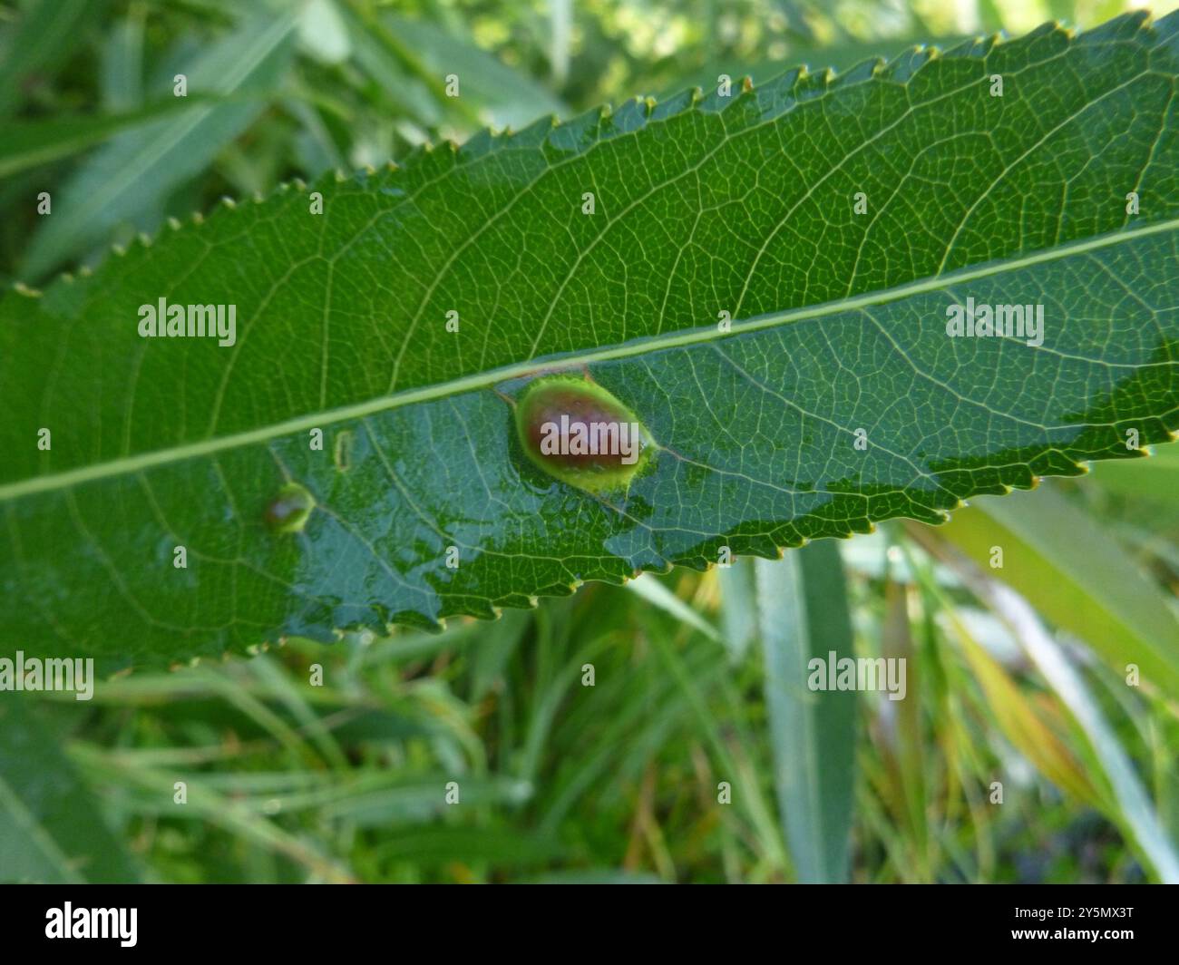 Almond Willow (Salix triandra) Plantae Stock Photo - Alamy