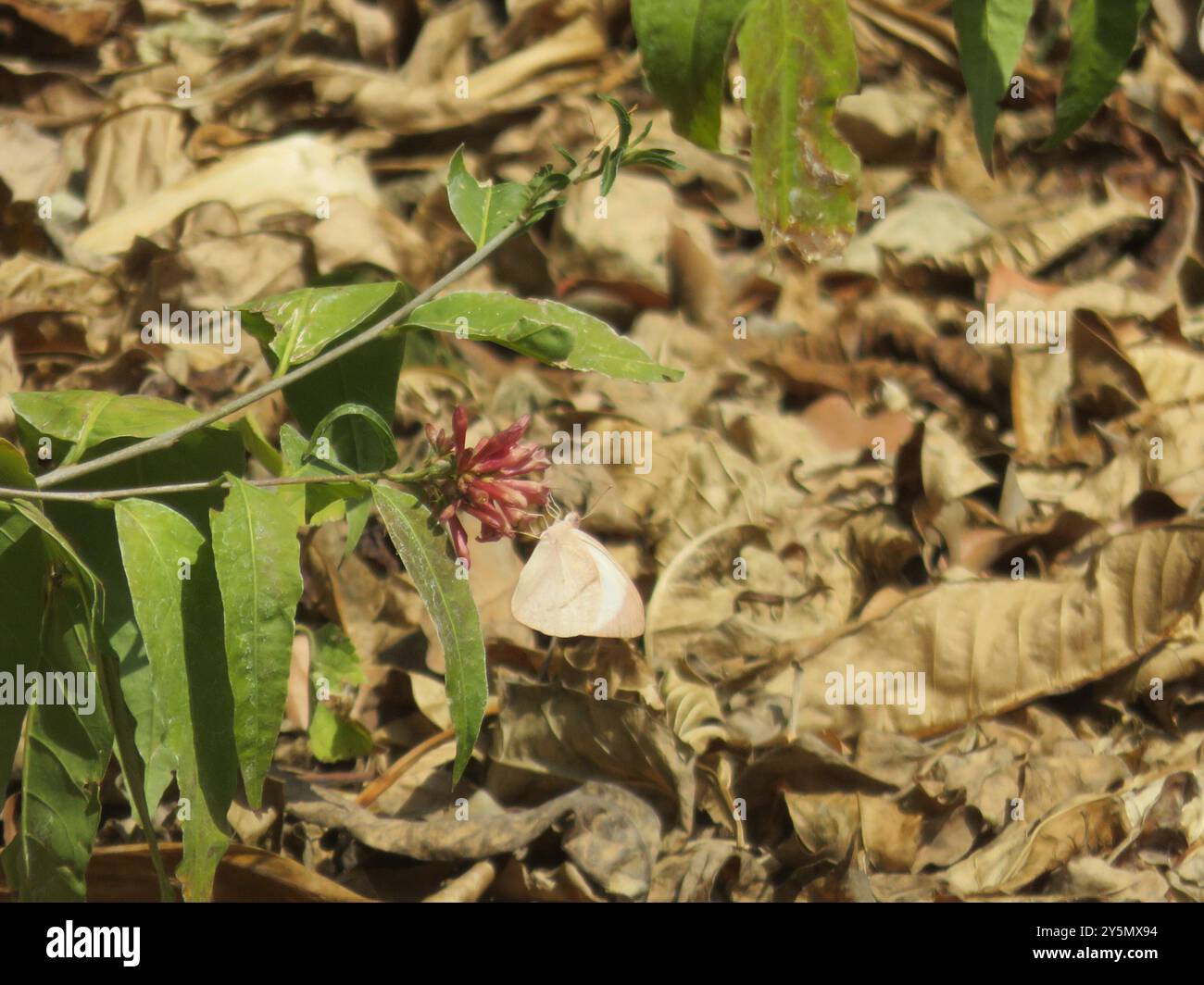 Colotis ione hi-res stock photography and images - Alamy