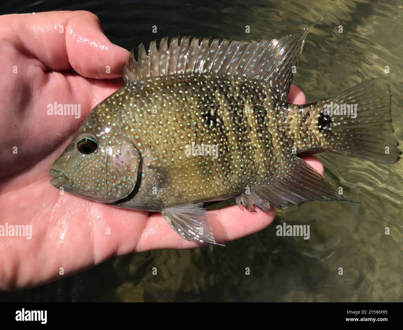 Texas Cichlid (Herichthys cyanoguttatus) Actinopterygii Stock Photo - Alamy