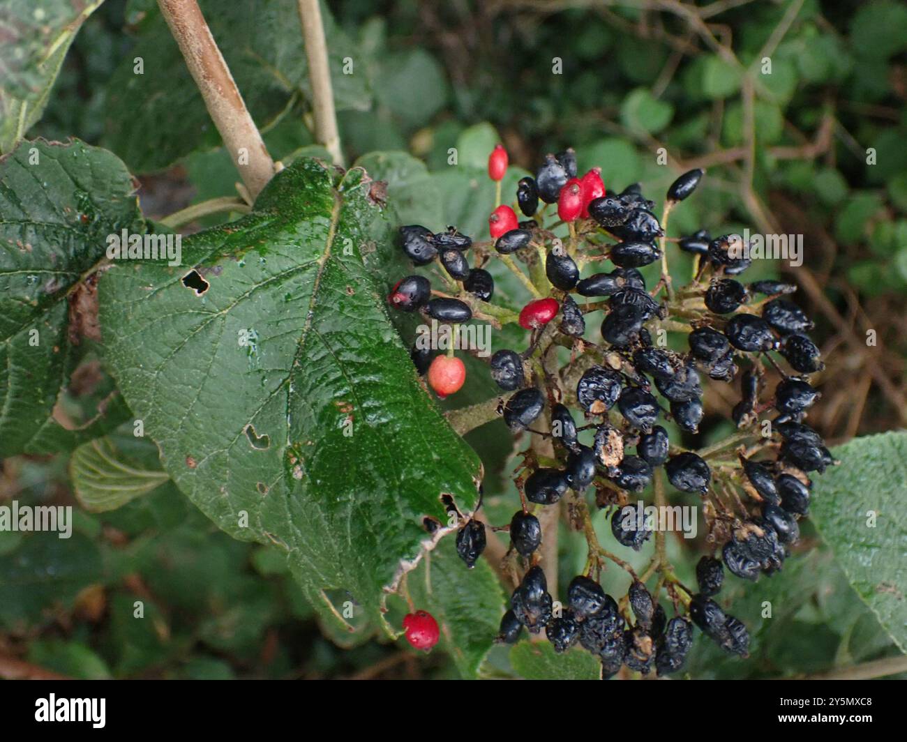 Wayfaring-tree (Viburnum lantana) Plantae Stock Photo - Alamy