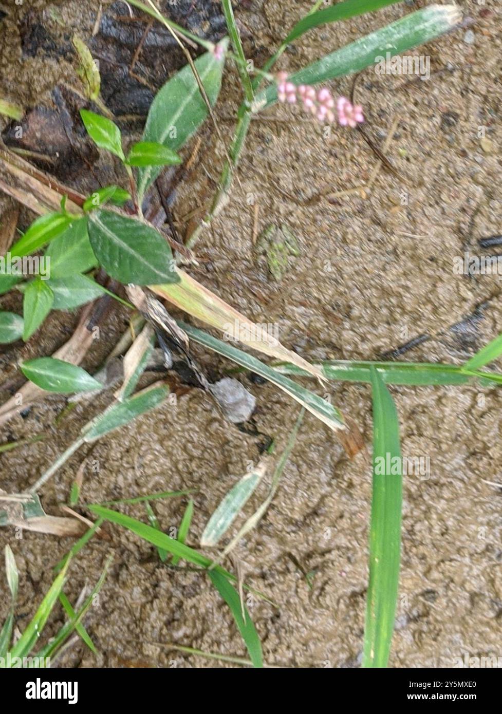 Northern Cricket Frog (Acris crepitans) Amphibia Stock Photo - Alamy