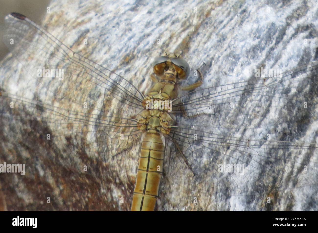 Southern Skimmer (Orthetrum brunneum) Insecta Stock Photo - Alamy