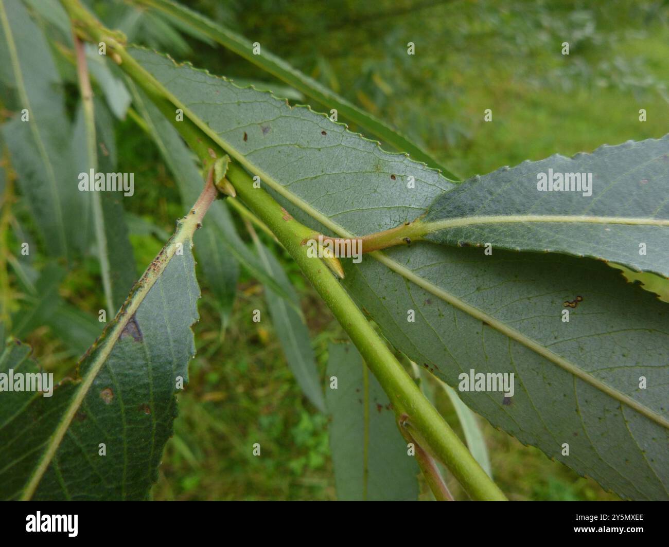 Almond Willow (Salix triandra) Plantae Stock Photo - Alamy