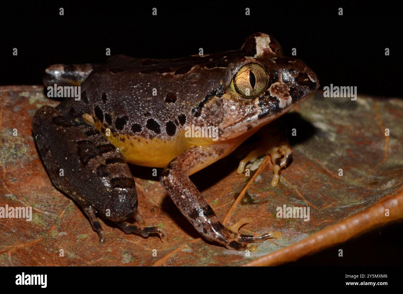 River Night Frog (Astylosternus batesi) Amphibia Stock Photo - Alamy